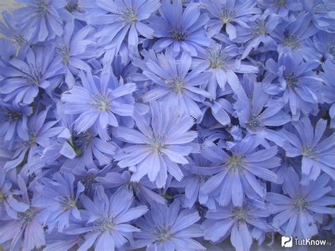 Похудение с помощью цикория