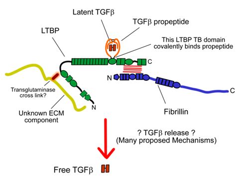 Fibrillin Alchetron The Free Social Encyclopedia
