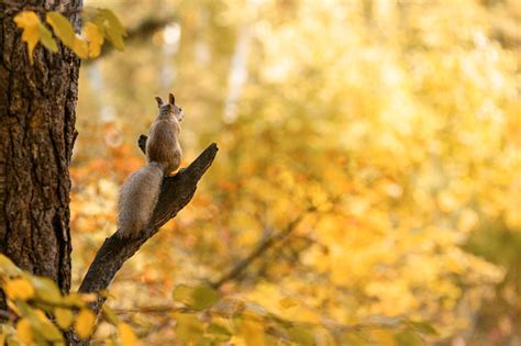 다람쥐는 가을 숲의 나뭇 가지에 앉아서 멀리 바라 봅니다 가을 풍경 가을에 대한 스톡 사진 및 기타 이미지 가을 다람쥐 가을 단풍 Istock
