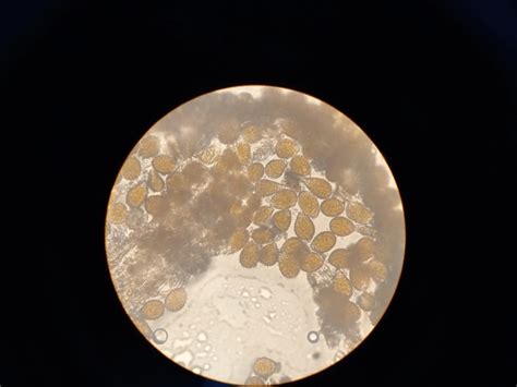 204 Compound Microscope Images Royalty Free Photos And Stock Images Shutterstock