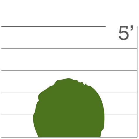 Lets Dance Starlight Hydrangea Spring Meadow Wholesale Liners