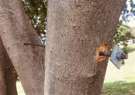 Tree Cable Bracing Heritage Tree Care
