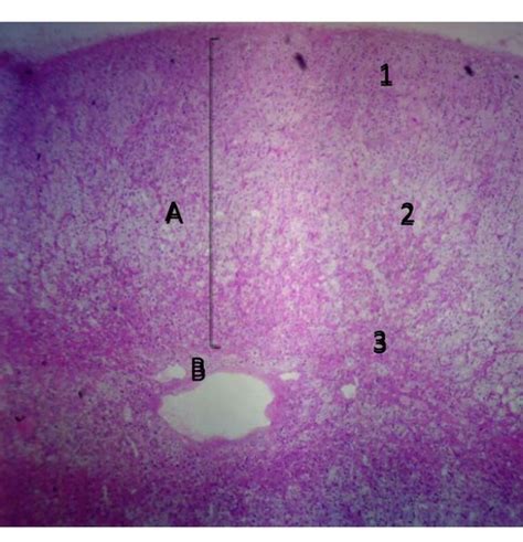 Endocrine Reproductive Cat Dissection Flashcards Quizlet
