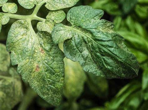 Say Goodbye To Black Spots On Tomato Leaves Natural Solutions