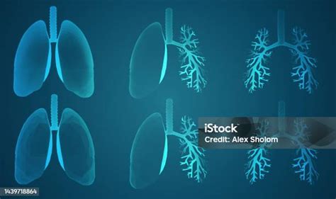 벡터 세트 3d 폐와 기관지 컬러 배경에 의료 디자인을위한 요소 폐에 대한 스톡 벡터 아트 및 기타 이미지 폐 파란색 벡터 Istock