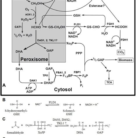 Pdf Recombinant Protein Expression In Pichia Pastoris Strains With An Engineered Methanol