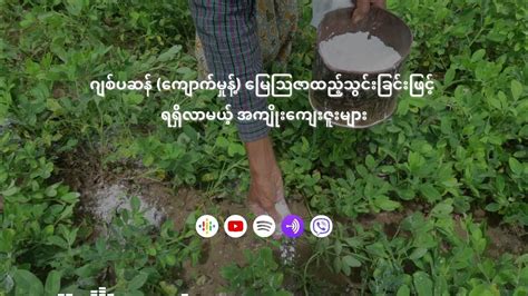 ဂျစ်ပဆန် ကျောက်မှုန့် မြေသြဇာထည့်သွင်းခြင်းဖြင့် ရရှိမယ့်အကျိုးကျေးဇူးများ Youtube
