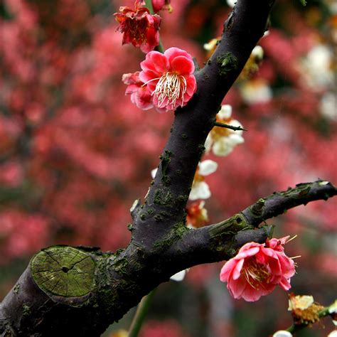 Mei Flower Plum By Andy Qiang