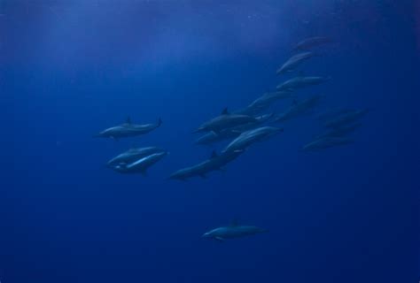 Dolphins Mating Imgur