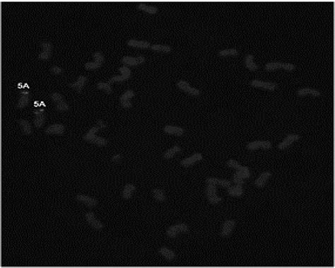 Oligonucleotide Probe And Acquisition Method Thereof Eureka Patsnap