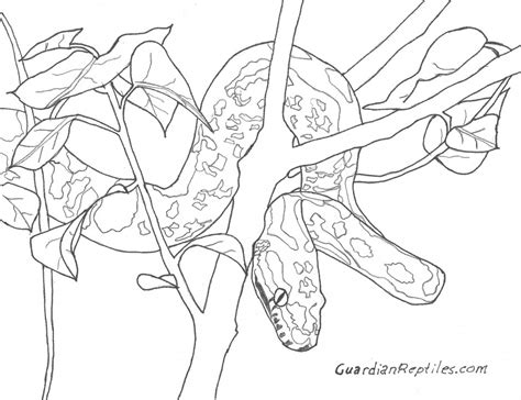 Burmese Python Coloring Page At Free Printable