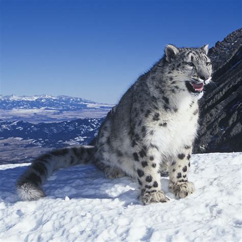 Over 100 Snow Leopards Estimated In Mt Qomolangma Reserve Cgtn