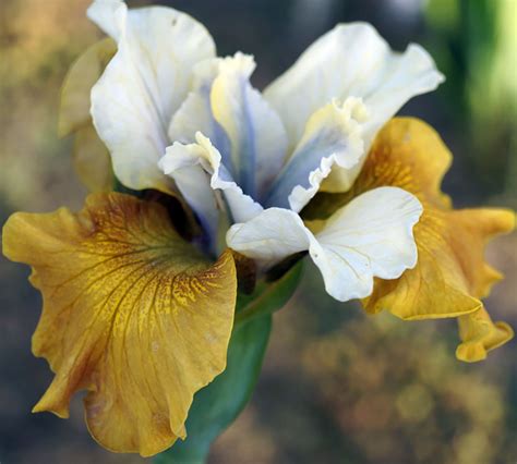 Colonel Mustard Siberian Iris Naturalizes Well 4 Pot