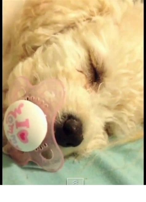 Los Gatos Y El Sexo Mascotas