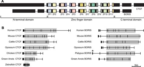 Gene Structure Of Ctcf And Boris A Ctcf And Boris Share A Similar Zf