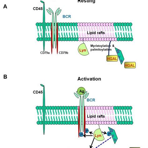 Schematic Diagram Of Hgal Expression Regulation Hgal Protein Is
