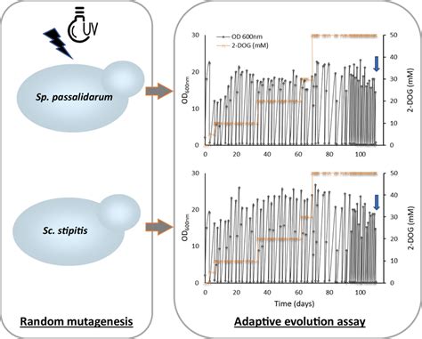 Schematic Representation Of The Adaptive Evolution Experiment Sc
