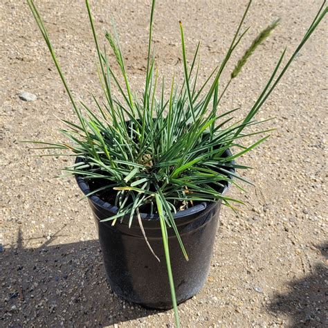 Sesleria Autumnalis Campo Azul Moor Grass Siteone Us