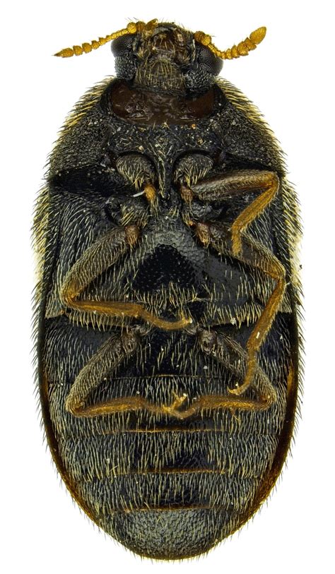 Trogoderma Variabile Trogoderma Bugguide Net