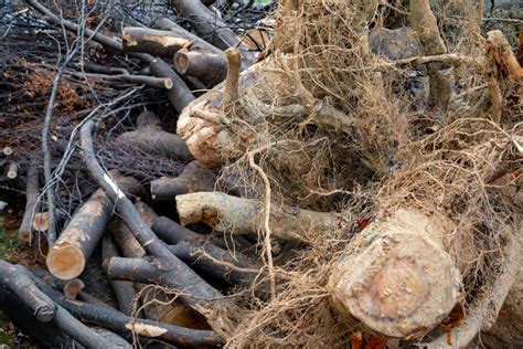 Tree Debris Removal By 941 Tree Services Llc