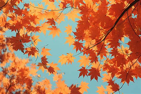 푸른 하늘 위에 가을 단풍 가을 계절 나무 배경 일러스트 및 사진 무료 다운로드 Pngtree