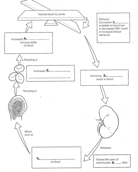 Formation Of Erthrocytes Matching Diagram Quizlet