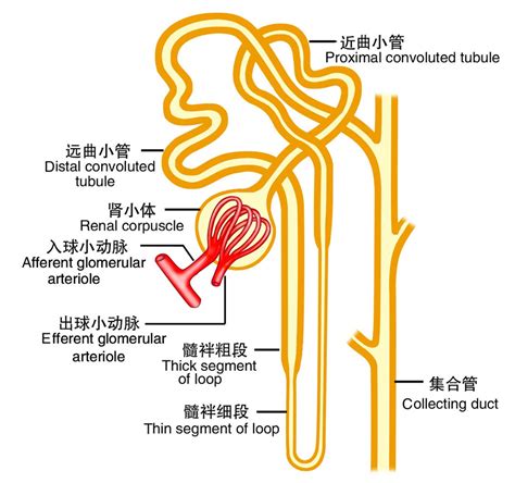 肾单位结构图 动态图库网