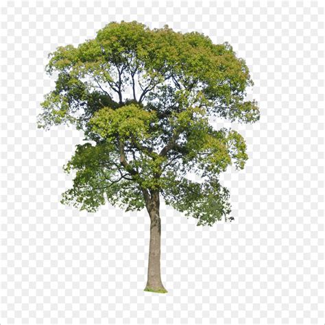 Free Tree Icon Transparent Download Free Tree Icon Transparent Png Images Free ClipArts On