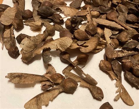 Mystery Order For 3 Randomly Chosen Varieties Of Tree Or Shrub Seeds Treeseedman Com Tree