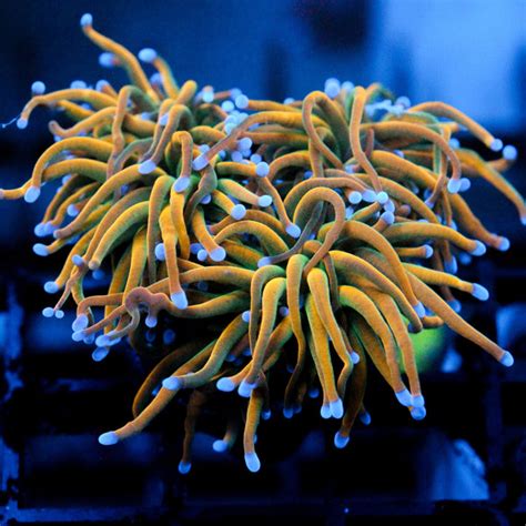 Jc Xtreme Torch 3 Heads Jersey Corals