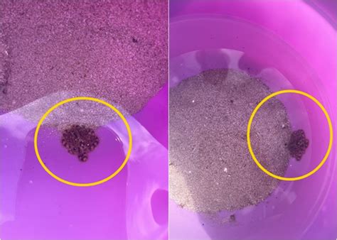 조심 제주서 청산가리 10배 맹독 파란고리문어 발견 Jtbc 뉴스