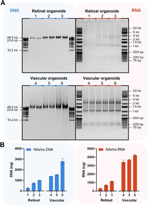 nucleic acid extraction from duplicates of 1 3 retinal organoids and download scientific