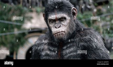 Caesar Dawn Of The Planet Of The Apes Wallpaper