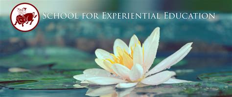 Waterlily Seed Header School For Experiential Education