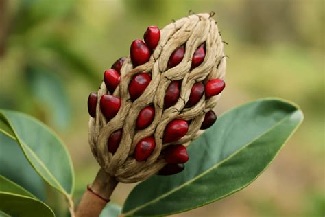 How To Plant And Grow Magnolia Tree Seeds Expert Tips