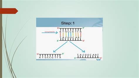 Maxam Gilbert Sequencing Method Pptx