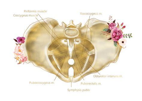 Pelvic Floor Acupuncture And Dry Needling Box Acupuncture San Jose Ca