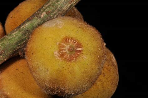 Phytocrene Macrophylla Icacinaceae