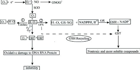 Schematic Representation Of Ros Generation And Critical Enzymatic Download Scientific Diagram