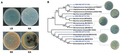 Bacteria Derived From Diamondback Moth Plutella Xylostella L