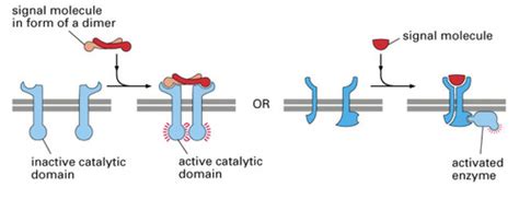 Modularity Of Signal Transduction Flashcards Quizlet