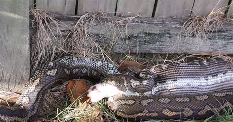 Python Eating Human Video
