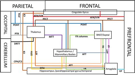 Schematic View Of The Major Anterior Fronto Temporal Connectivity And Download Scientific