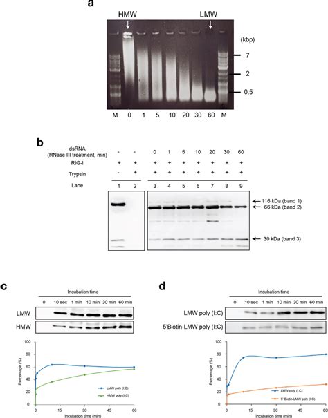 Binding Of Rig I With Different Lengths Of Poly I C A Generation Download Scientific