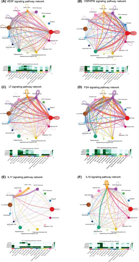 Cellular Interaction Within The Two Neoplastic Cell Clusters With