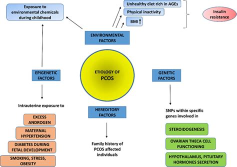 Factors Involved In The Etiology Of Pcos Download Scientific Diagram