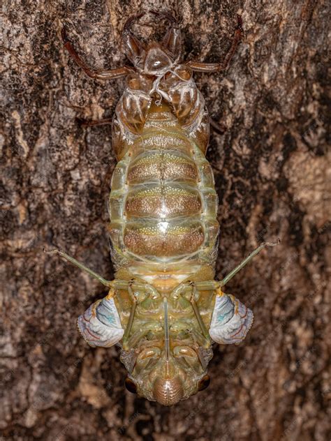 Premium Photo Adult Giant Cicada Of The Species Quesada Gigas In