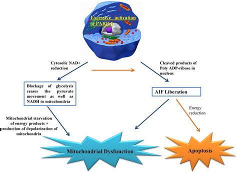 Parp Via Nad Cleavage And Aif Liberation In Mitochondria Dysfunction Download Scientific