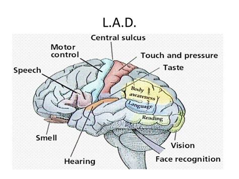 Ppt Cognitive Development Language Powerpoint Presentation Free