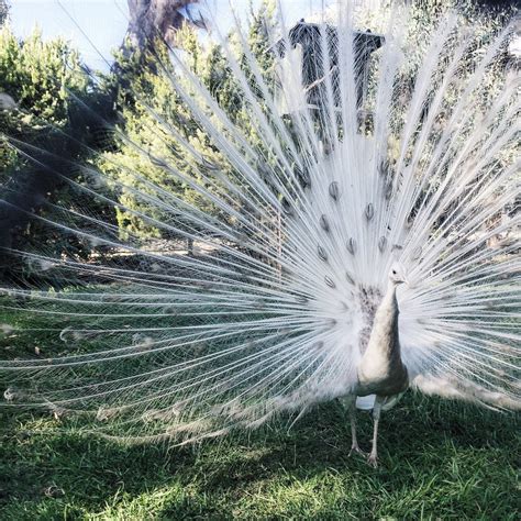 Perth Travelogue Part 2 Mongabong